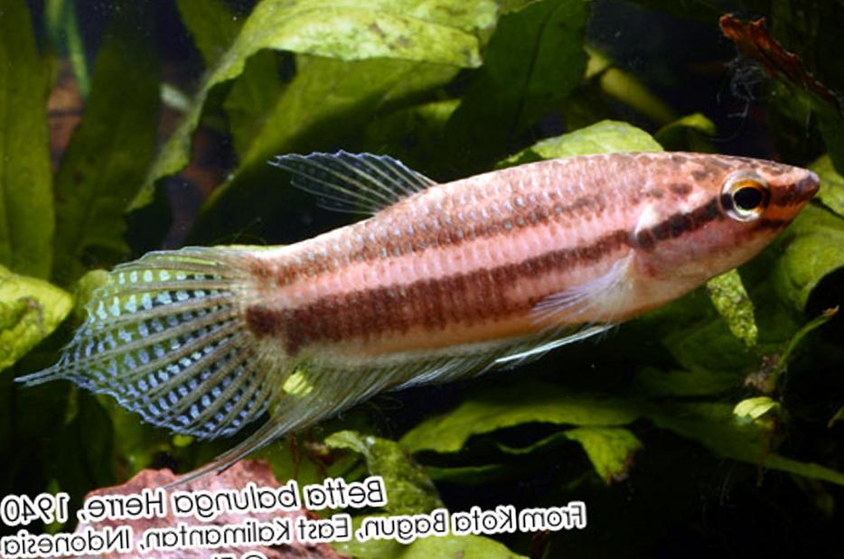 Betta balunga - ComunidadAcuario