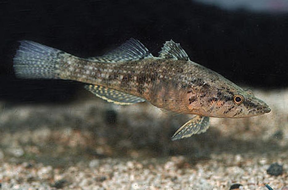 Butis butis - ComunidadAcuario