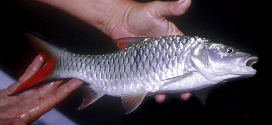 Hampala macrolepidota - ComunidadAcuario